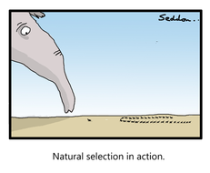 Natural Selection In Action-Funny Evolution Cartoon | Teaching Resources