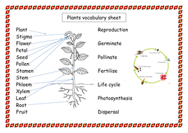 Science plants vocabulary display and word mat | Teaching Resources