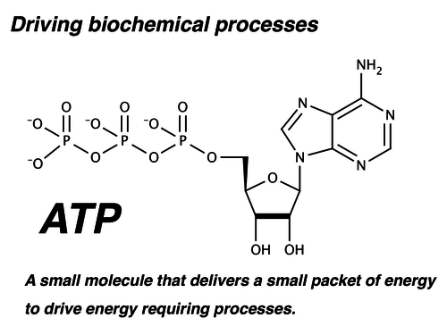 ATP intro | Teaching Resources