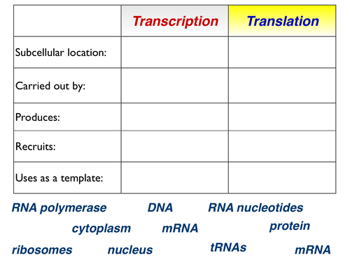 Transcription vs Translation | Teaching Resources