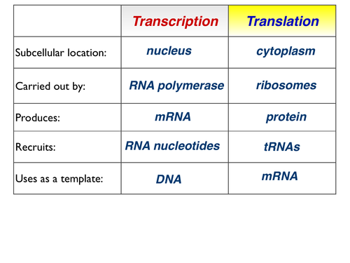 Transcription vs Translation | Teaching Resources