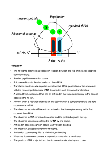 Translation rearrange | Teaching Resources