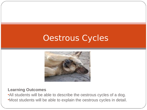 Oestrus Cycle | Teaching Resources