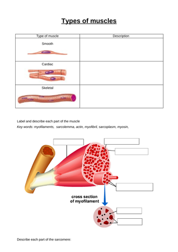 Muscles and the sliding filament theory | Teaching Resources