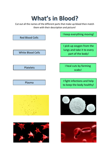 What's In Blood? Human Body Topic Worksheet | Teaching Resources