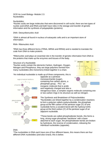 OCR A Level Biology Module 2 Revision Notes | Teaching Resources