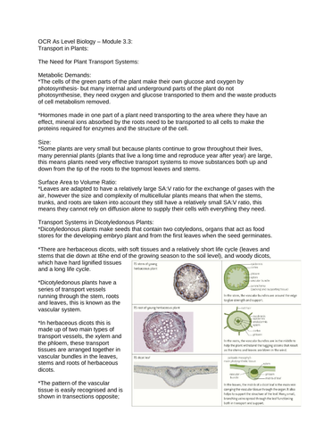 OCR A Level Biology Module 3 Revision Notes | Teaching Resources