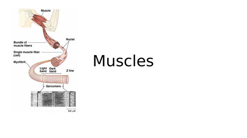AQA A LEVEL BIOLOGY - NERVOUS COORDINATION FULL SCHEME OF WORK ...