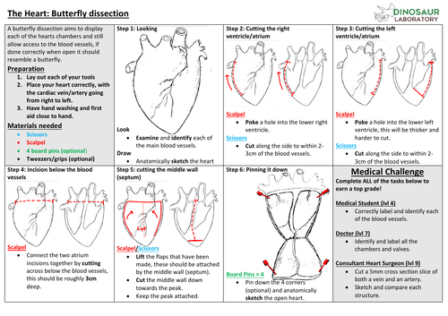 Heart Dissection (the ultimate classroom guide sheet!) | Teaching Resources