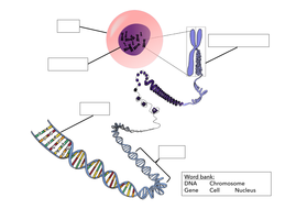 13.4 DNA and the genome GCSE (Grade 1-9) Biology | Teaching Resources