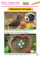 A Blackbird's Life Cycle | Teaching Resources