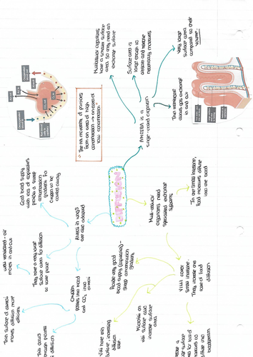 GCSE Biology Diffusion and Gas Exchange Revision Posters | Teaching ...