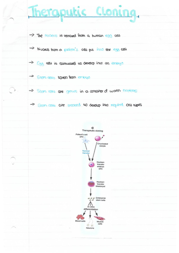 GCSE Biology Stem Cells and Therapeutic Cloning | Teaching Resources