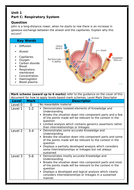 Btec Sport - Level 3 - Unit 1 - Structure Strip - Gaseous Exchange (Respiratory System ...
