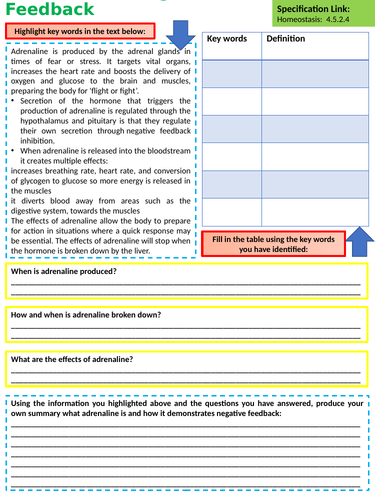 AQA GCSE Biology (Science) Negative Feedback & the Production of ...