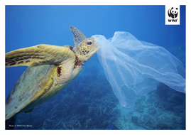 WWF Oceans and Plastics KS2 Activity set | Teaching Resources
