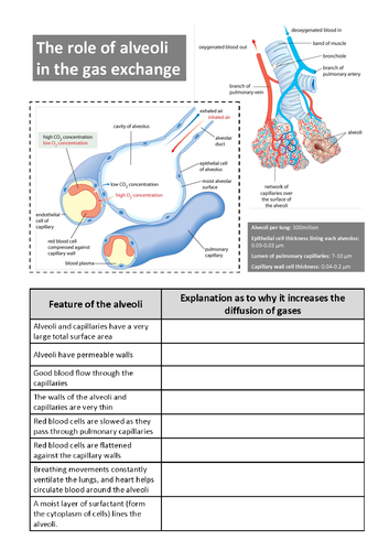 Exchange with the Environment - A complete set of resources for AQA AS ...