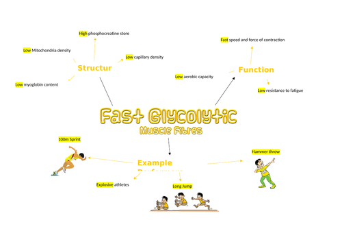 Fast Glycolytic Muscle Fibres Poster AS PE OCR | Teaching Resources