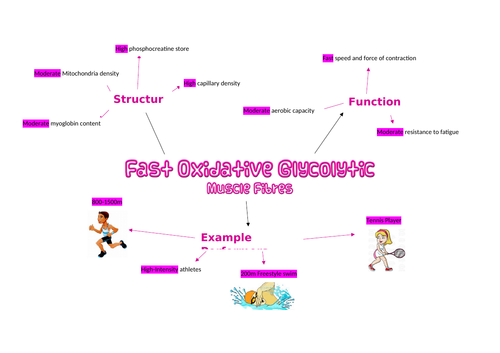Fast Oxidative Glycolytic Muscle Fibre Poster AS PE OCR | Teaching ...