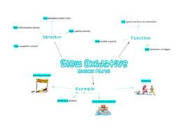 Slow Oxidative Muscle Fibres Poster AS PE OCR | Teaching Resources