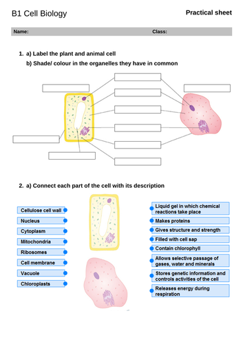 GCSE Biology 4.1 Plant and Animal Cells (includes Required Practical ...