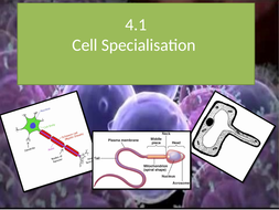 GCSE Biology 4.1 - Cell Specialisation lessons | Teaching Resources