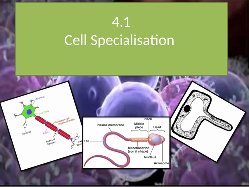GCSE Biology 4.1 - Cell Specialisation lessons | Teaching Resources