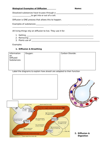 GCSE Biology 4.1 Diffusion and Gas Exchange + extra lesson | Teaching ...