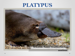 Platypus - Information Text | Teaching Resources