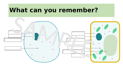 Specialised cells - Year 7/KS3 | Teaching Resources