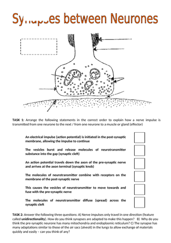 Response to Stimuli, Nerves and Muscles - A complete set of resources ...