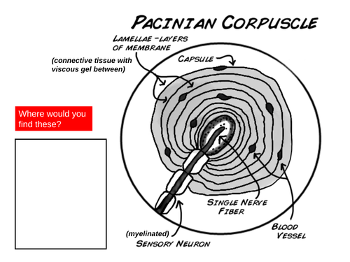 Response to Stimuli, Nerves and Muscles - A complete set of resources ...