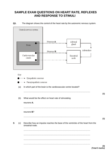 Response to Stimuli, Nerves and Muscles - A complete set of resources ...