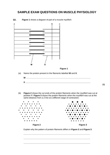 Response to Stimuli, Nerves and Muscles - A complete set of resources ...