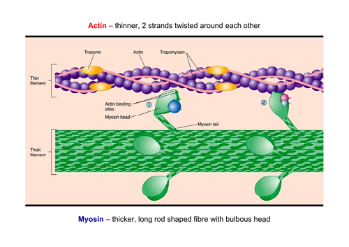 Response to Stimuli, Nerves and Muscles - A complete set of resources ...