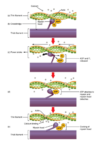 Response to Stimuli, Nerves and Muscles - A complete set of resources ...