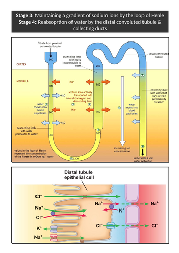 Response to Stimuli, Nerves and Muscles - A complete set of resources ...