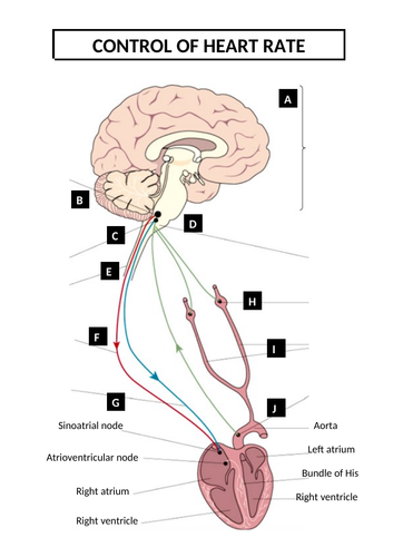 Response to Stimuli, Nerves and Muscles - A complete set of resources ...