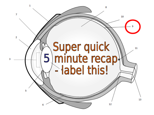 Response to Stimuli, Nerves and Muscles - A complete set of resources ...