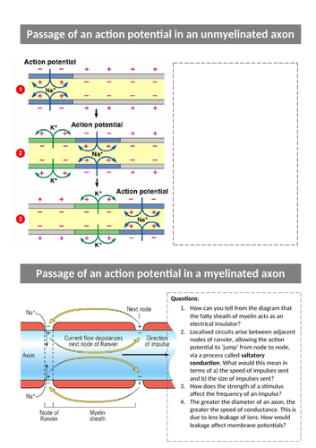 Response to Stimuli, Nerves and Muscles - A complete set of resources ...