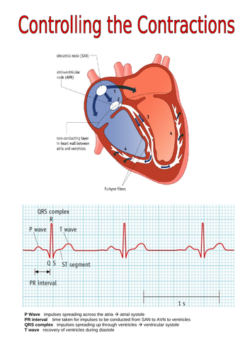 Response to Stimuli, Nerves and Muscles - A complete set of resources ...