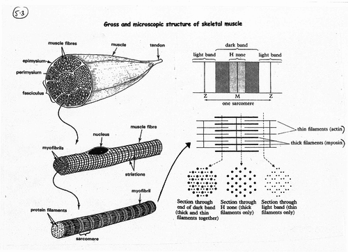 Response to Stimuli, Nerves and Muscles - A complete set of resources ...