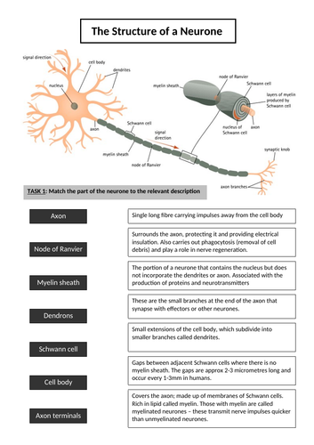 Response to Stimuli, Nerves and Muscles - A complete set of resources ...
