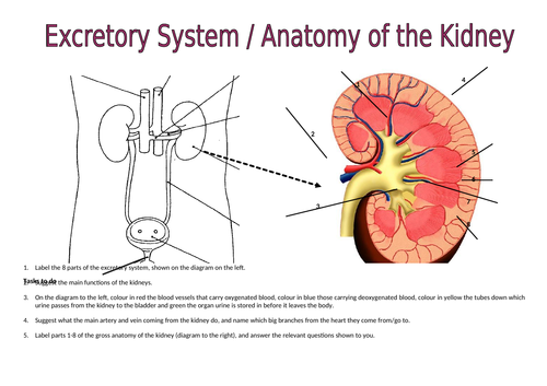 Response to Stimuli, Nerves and Muscles - A complete set of resources ...