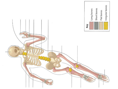 GCSE PE -Structure of the skeletal system | Teaching Resources