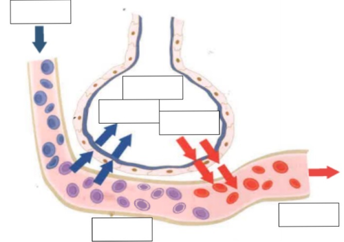 GCSE PE - Gaseous Exchange | Teaching Resources