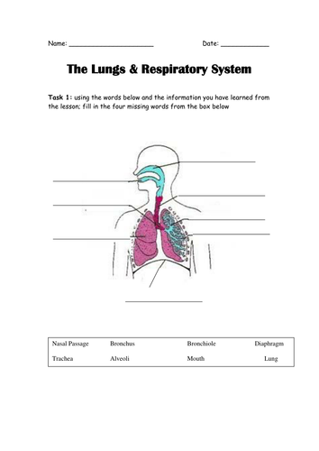 The Lungs in the Human Body | Teaching Resources