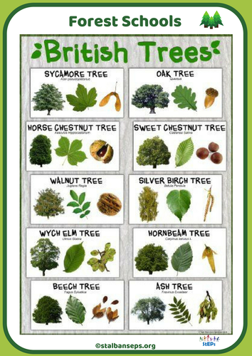 Forest Schools activities | Teaching Resources