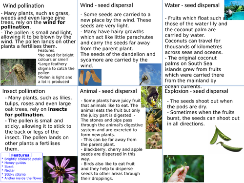 Plant Reproduction - Sexual and Asexual | Teaching Resources