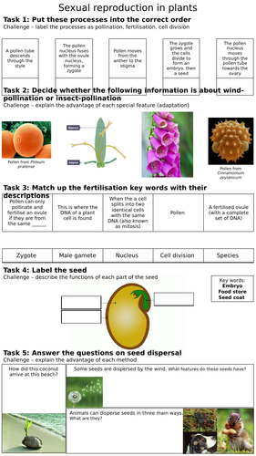 Plant Reproduction - Sexual and Asexual | Teaching Resources